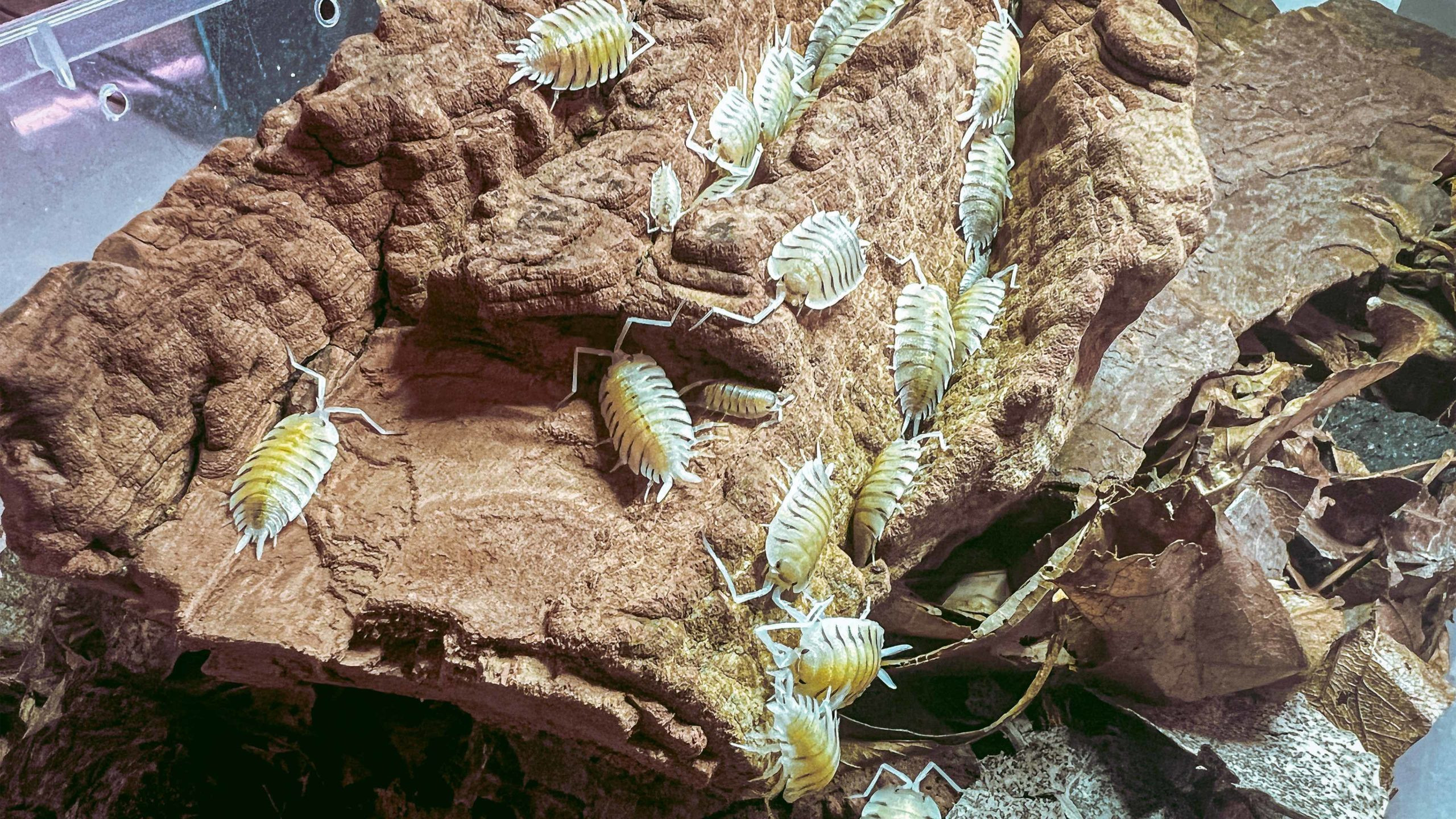 Périple au pays du cloporte domestique | URBANIA