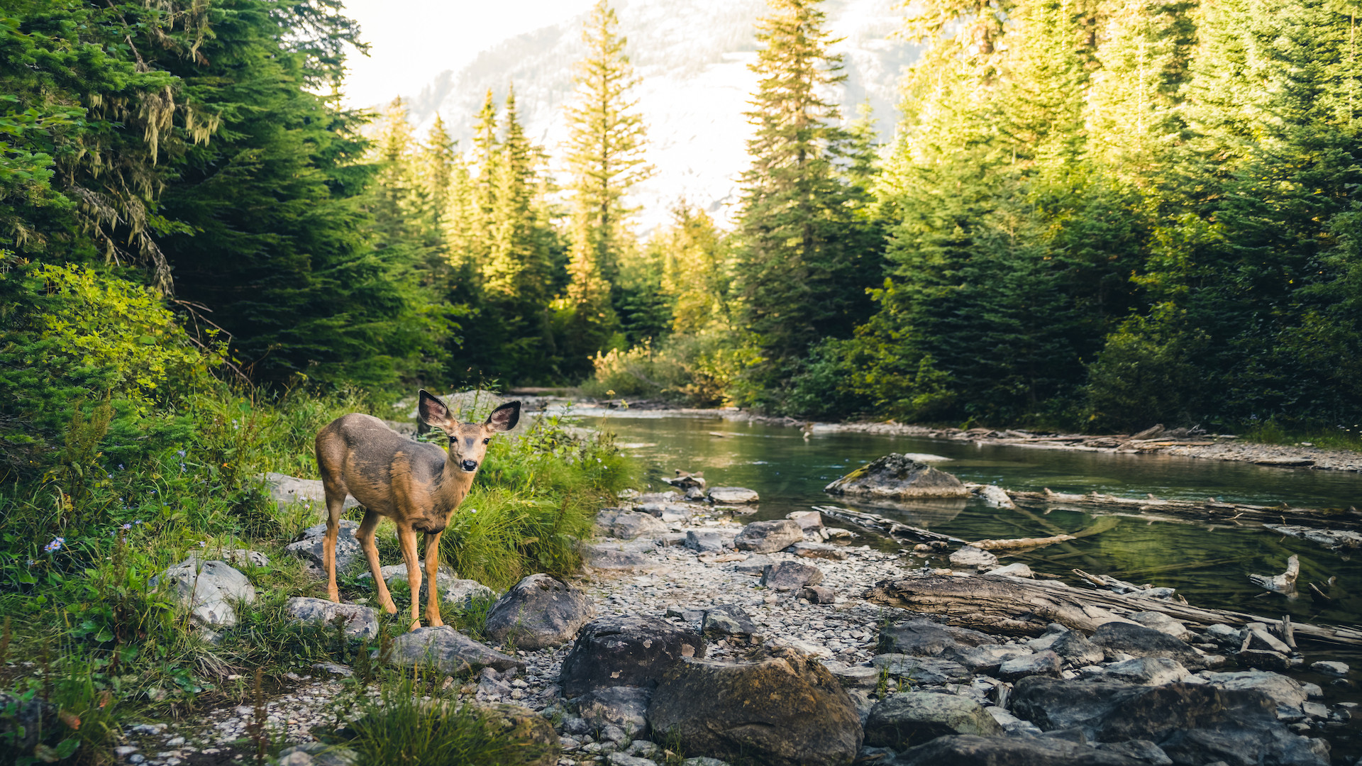Petit guide pour du tourisme animalier responsable | Dehors