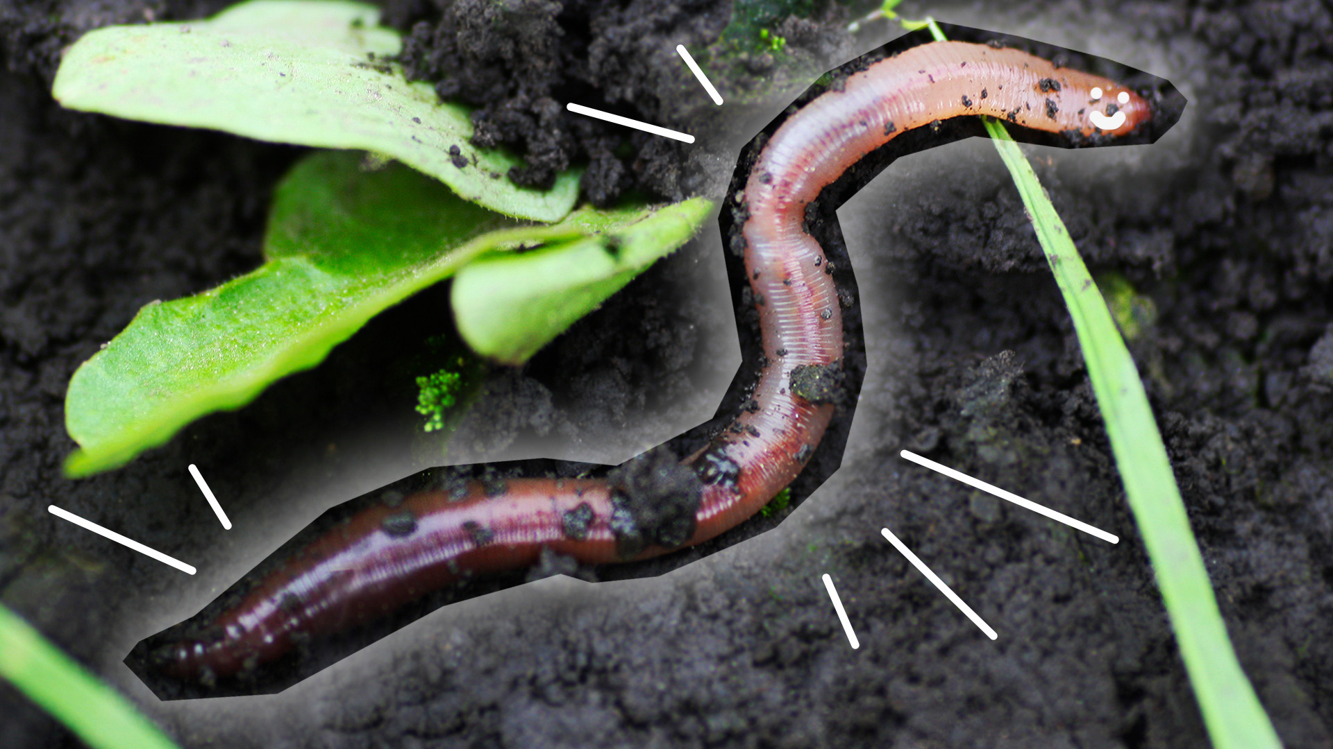 Tout savoir sur le fabuleux ver de terre | Dehors