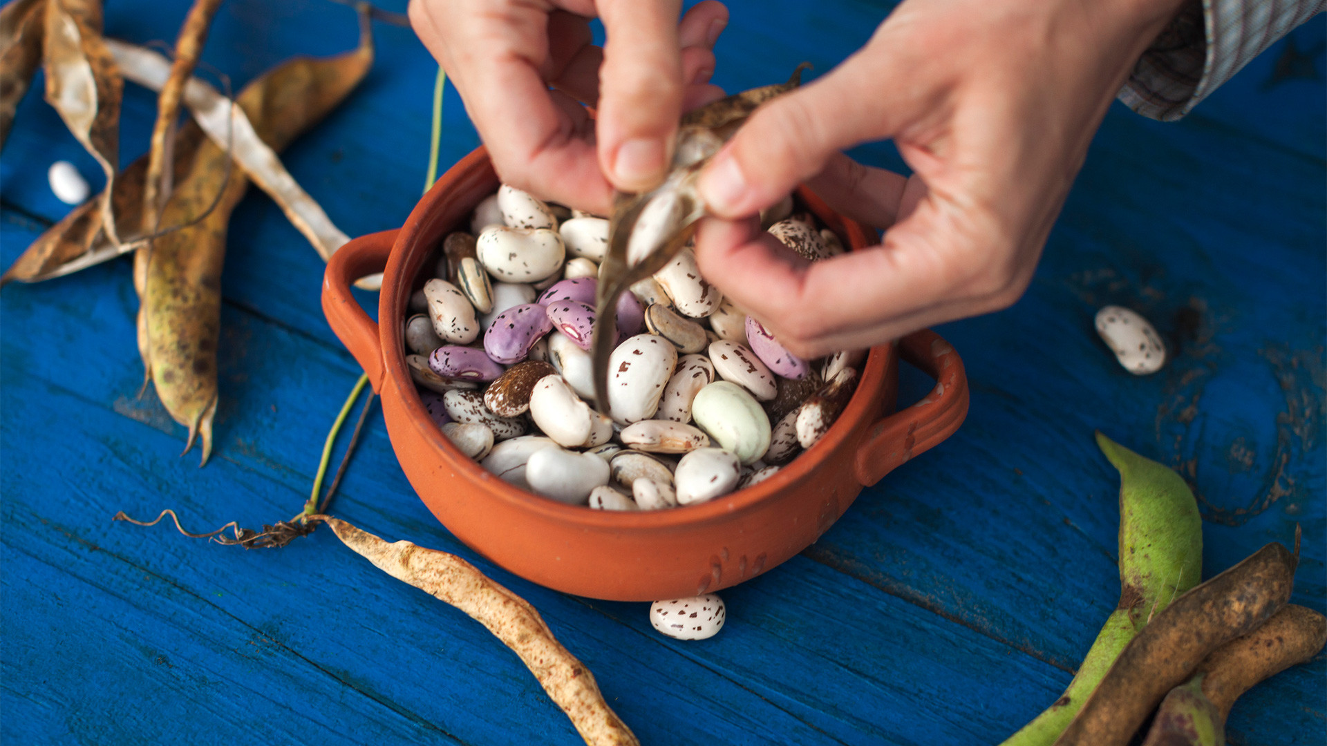 Comment récolter et conserver ses semences | Dehors