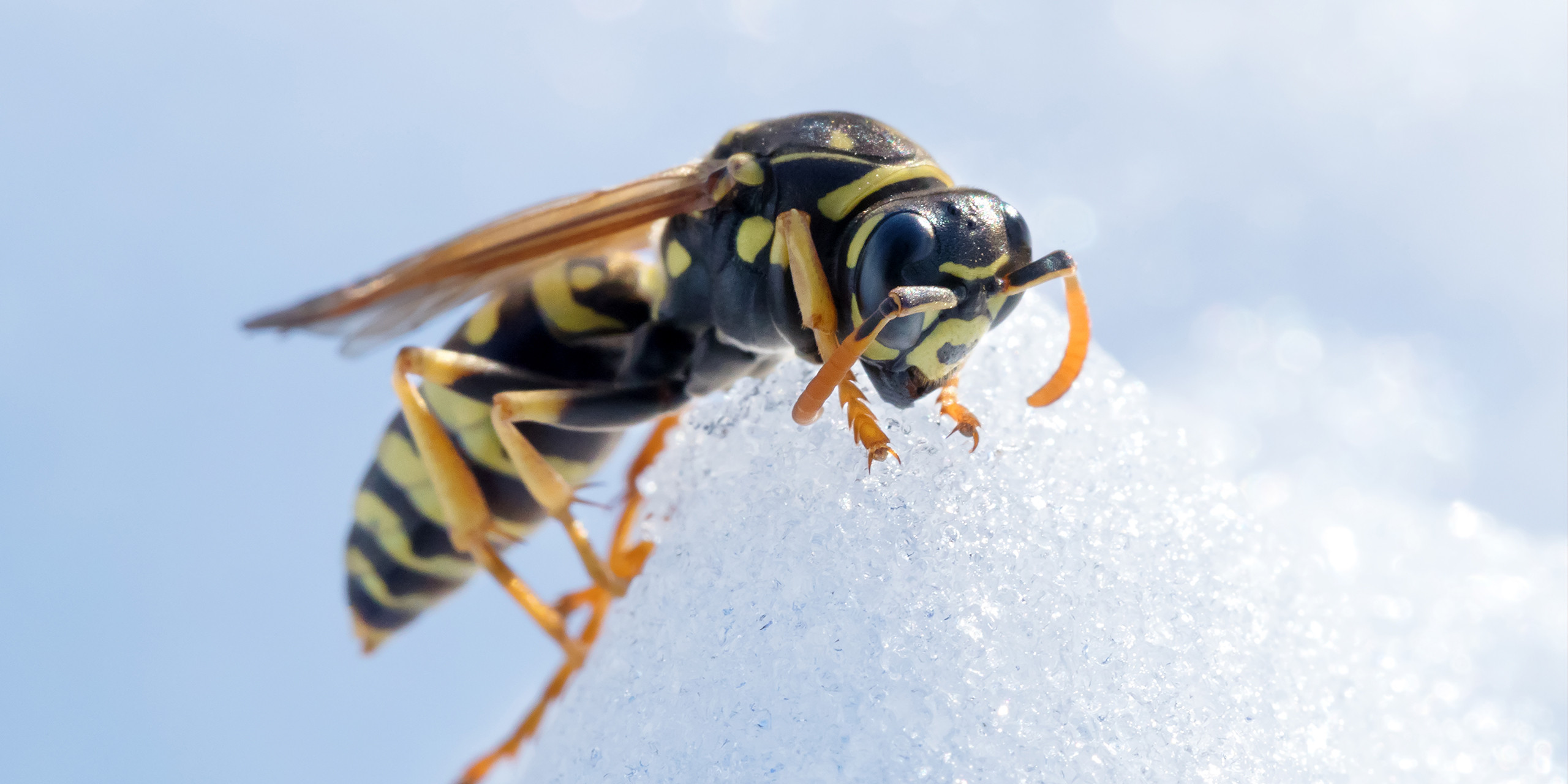 Les insectes aussi vont dans le Sud en hiver! | Dehors